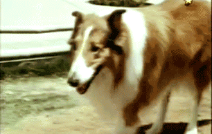 GIF de Lassie para compartir en Collie - GIF Animado | MISTERGIF