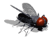 GIF de Mosca andando para compartir en Moscas - GIF Animado | MISTERGIF