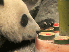GIF de Panda comiendo para compartir en Osos Panda - GIF Animado ...