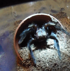 GIF de Tarantula atacando para compartir en Tarántulas - GIF Animado ...