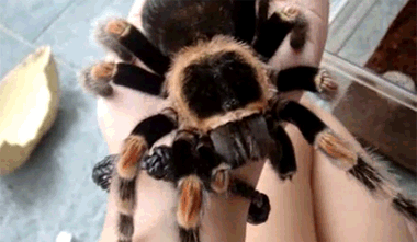 Tarantula mexicana rodillas rojas en Tarántulas - GIF Animado | MISTERGIF