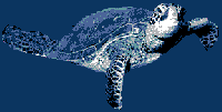 GIF de Tortugas laud para compartir en Tortugas Laud - GIF Animado ...